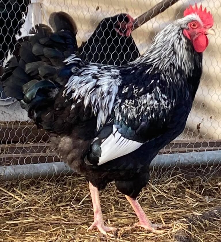 Roosters for Sale | Find Quality Breeding Roosters & Cockerels