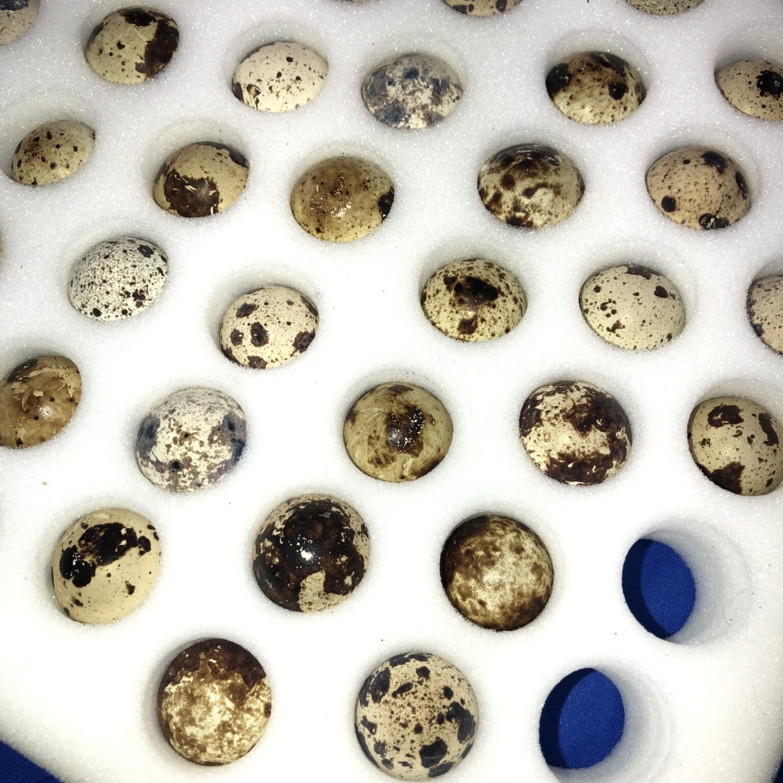 Hatching Eggs for Sale | Fertile & Rare Breed Eggs | Hilltop Poultry Farm