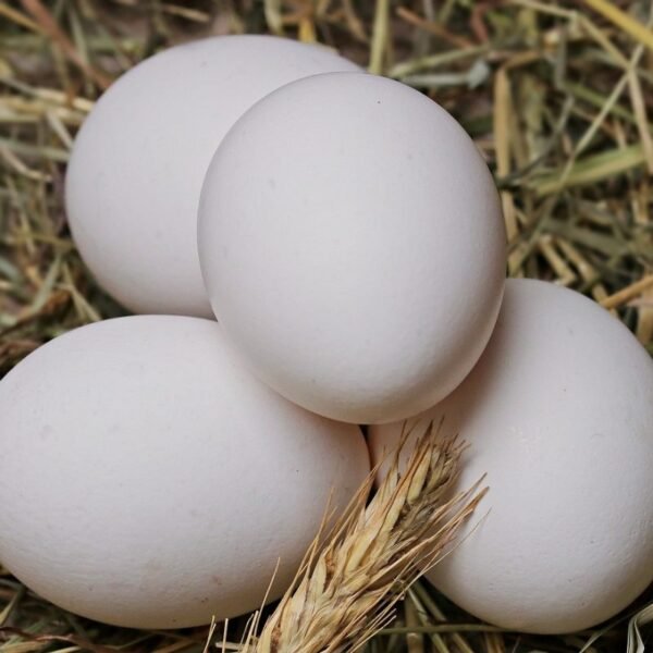 Hatching Eggs for Sale | Fertile & Rare Breed Eggs | Hilltop Poultry Farm