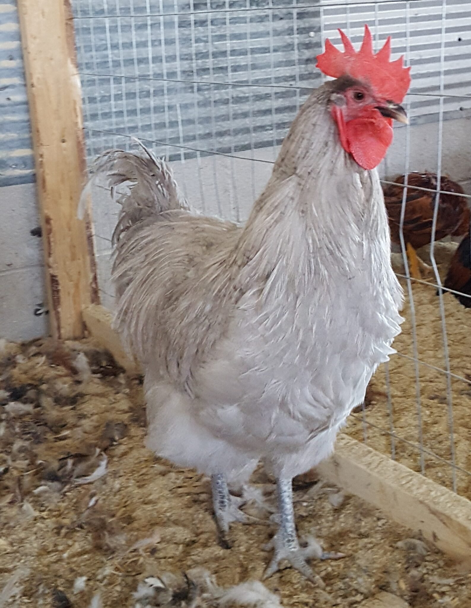Lavender Orpington Chickens for Sale | Gentle & Family-Friendly ...
